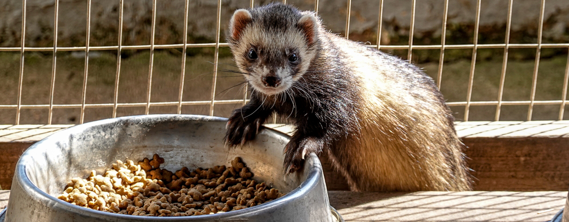 Alimentation du furet domestique : Les erreurs à ne pas faire